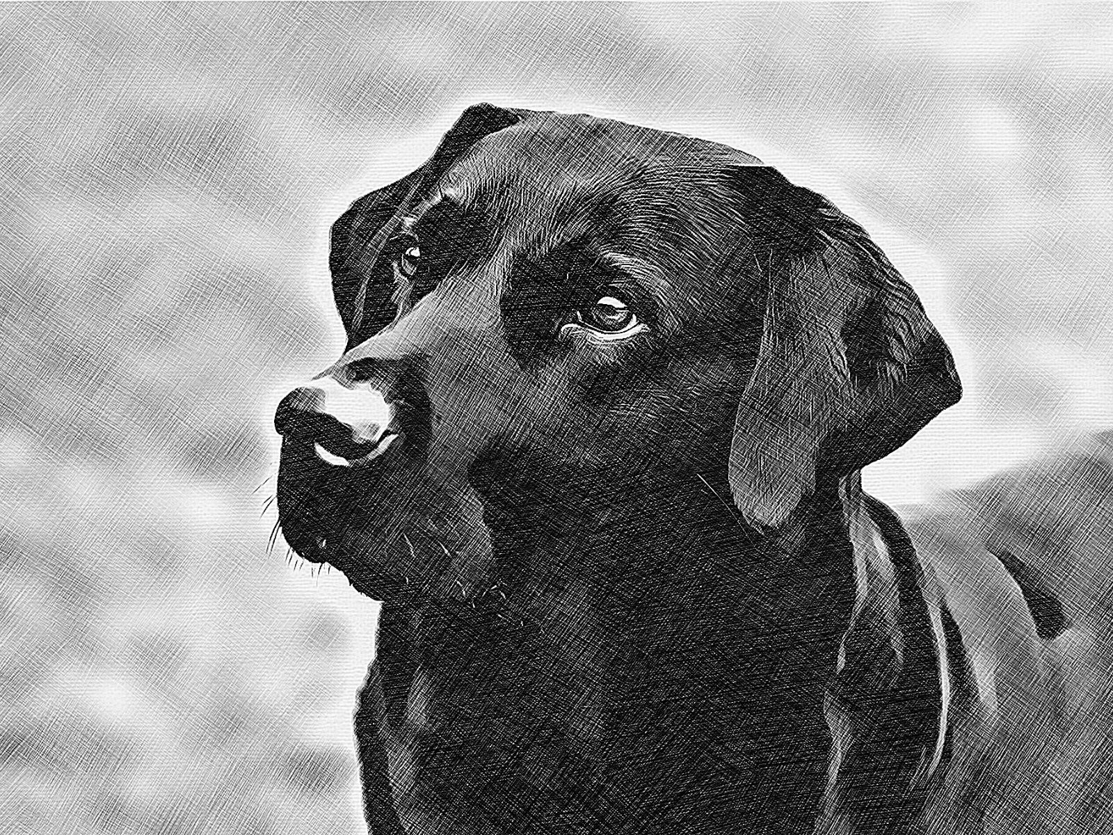 How to Turn a Portrait of My Dog Into a Drawing | Learn BeFunky