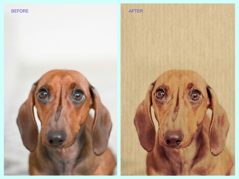 How to Turn a Portrait of My Dog Into a Drawing | Learn BeFunky