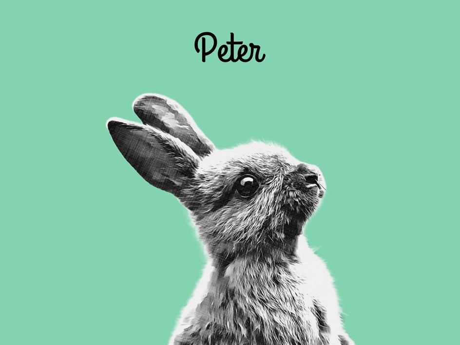 How to Make a Digital Pet Portrait | Learn BeFunky