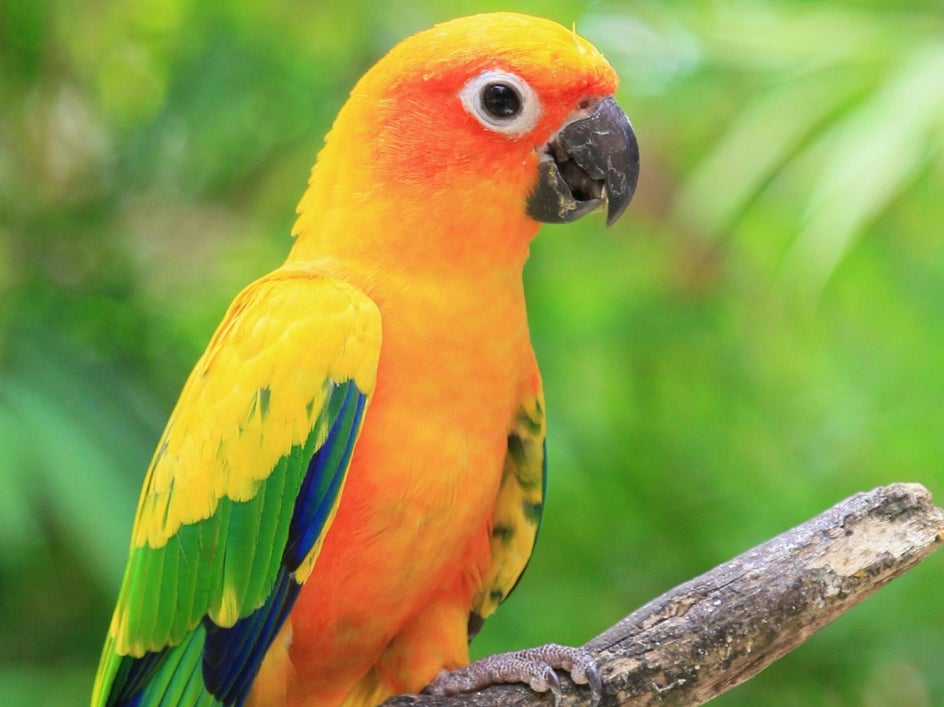 Cartoonize Your Pet Photos With BeFunky | Learn BeFunky