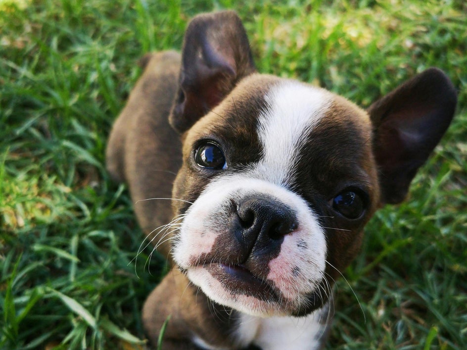 Cartoonize Your Pet Photos With BeFunky | Learn BeFunky