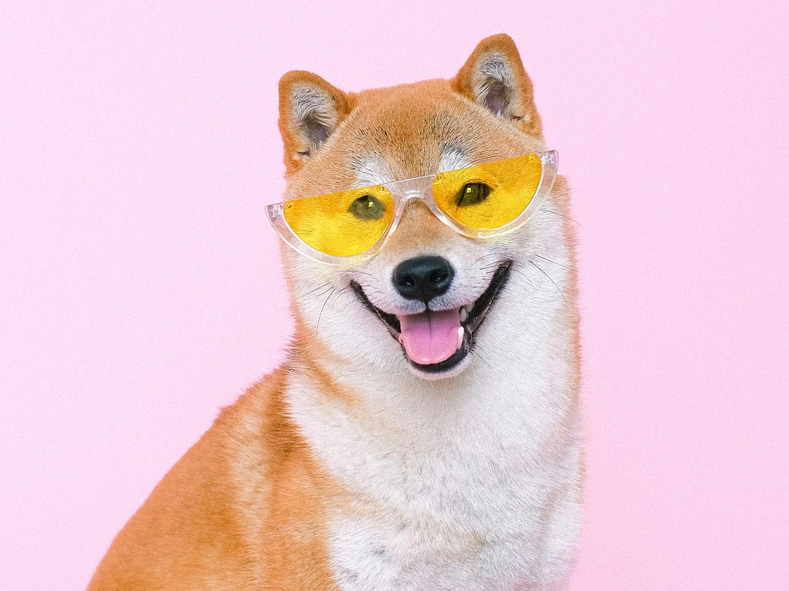 Cartoonize Your Pet Photos With BeFunky | Learn BeFunky