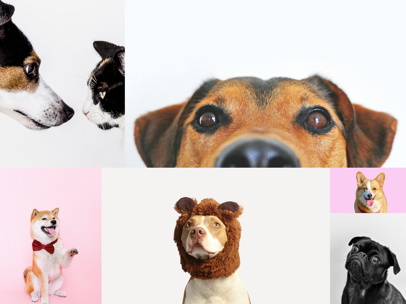 Collaging 101: How to Edit Images From the Collage Maker | Learn BeFunky