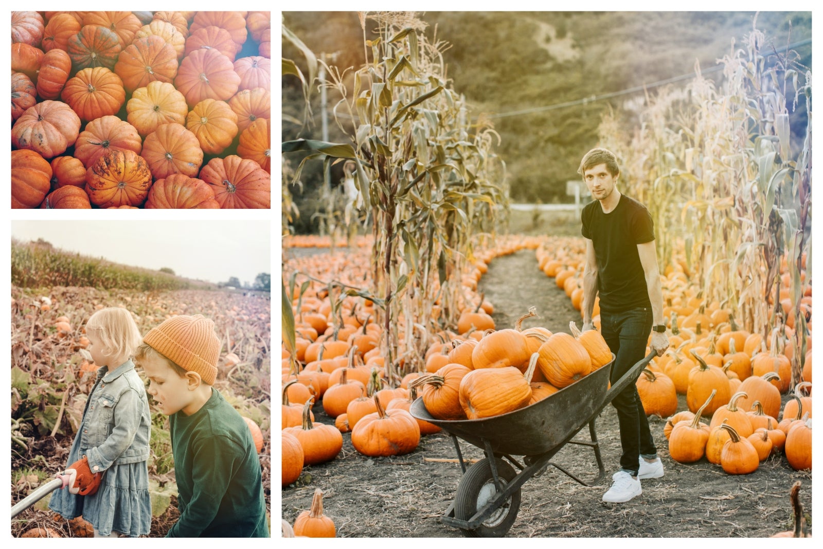 Collaging 101: How to Edit Images From the Collage Maker | Learn BeFunky