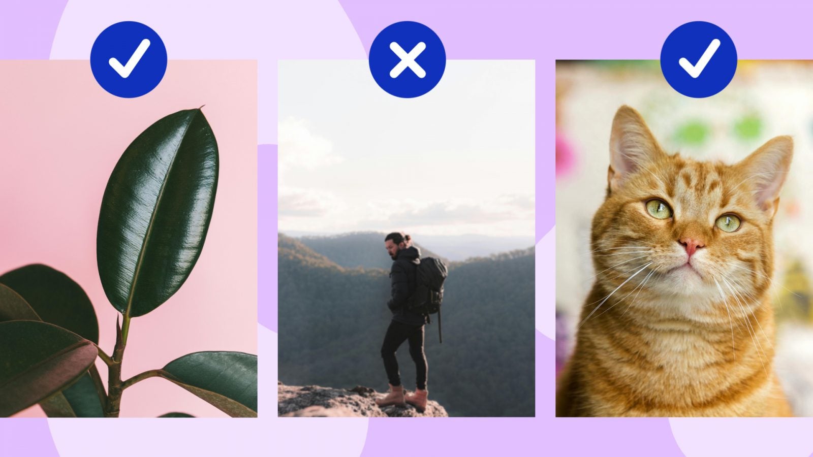 Transform Any Photo Into a Colored Pencil Drawing | Learn BeFunky
