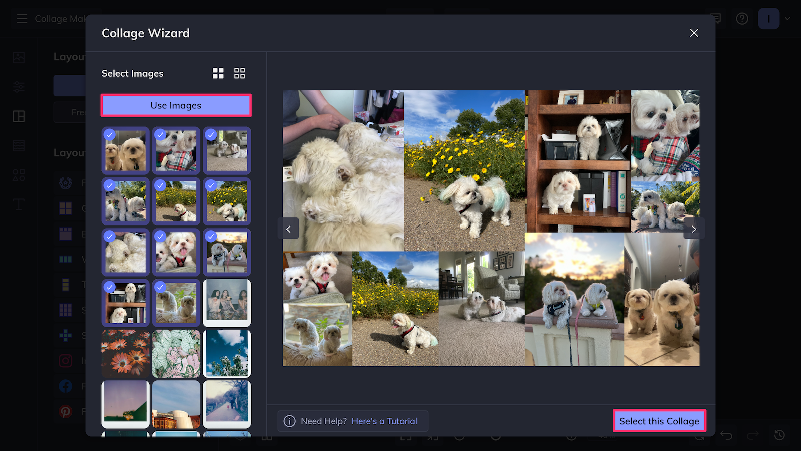 Design a Pet Photo Collage You Can Print or Frame | Learn BeFunky