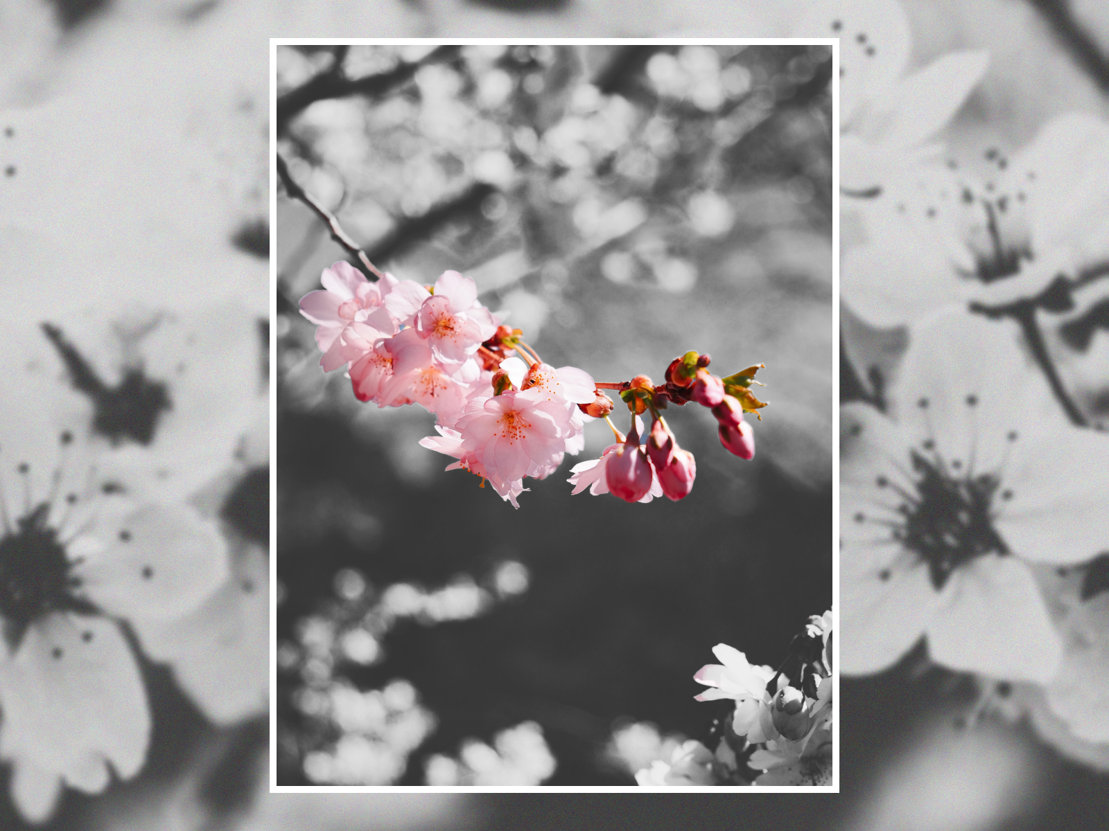 How to Create Black & White Photos With a Color Accent | Learn BeFunky